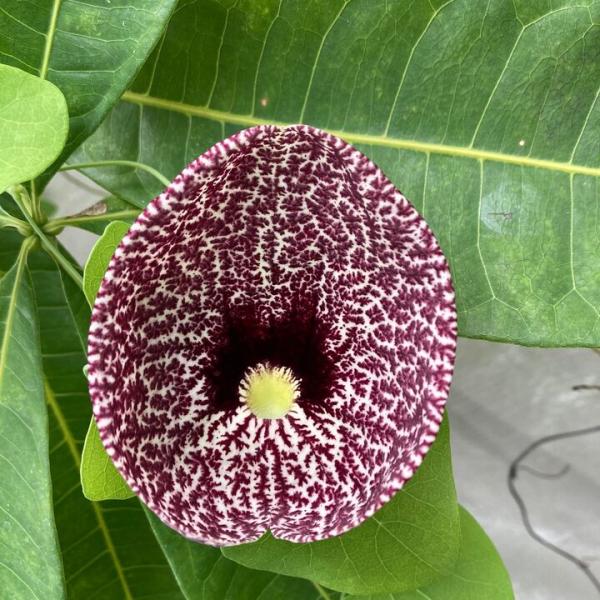 （観葉植物）　_gardening　ガーデニング　馬の鈴草　ウマノスズクサ　育て方　育成方法　栽培方法 Ａｒｉｓｔｏｌｏｃｈｉａ　elegans　ウマノスズクサ科ウマノスズクサ属　蔓性常緑低木　パイプ葛　サラサバナ　更紗花　ＡＩＳＨＩ　20...