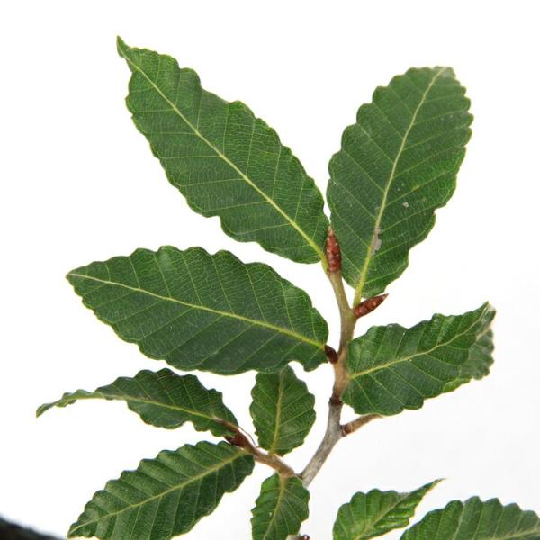 _gardening　ガーデニング　山野草　Ｆａｇｕｓ　ｃｒｅｎａｔａ　盆栽　庭木　シンボルツリー　樹木苗　樹木　園芸　植物　植物生体　ガーデニング生体　育て方　育成方法　栽培方法　シラカミブナ　白神　山毛欅　ぶな　ブナ科　ブナ属　魚沼ブナ...