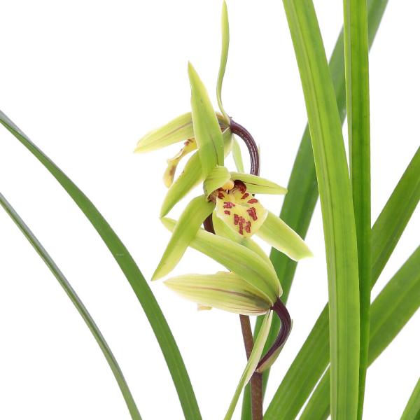 _gardening　ガーデニング　山野草　植物　植物生体　ガーデニング生体　育て方　育成方法　栽培方法　Ｃｙｍｂｉｄｉｕｍ　ｋａｎｒａｎ　シンビジウム　シンビジューム　ラン科シュンラン属　本州　東洋ラン　日本寒蘭　日本春蘭　古典園芸　カン...