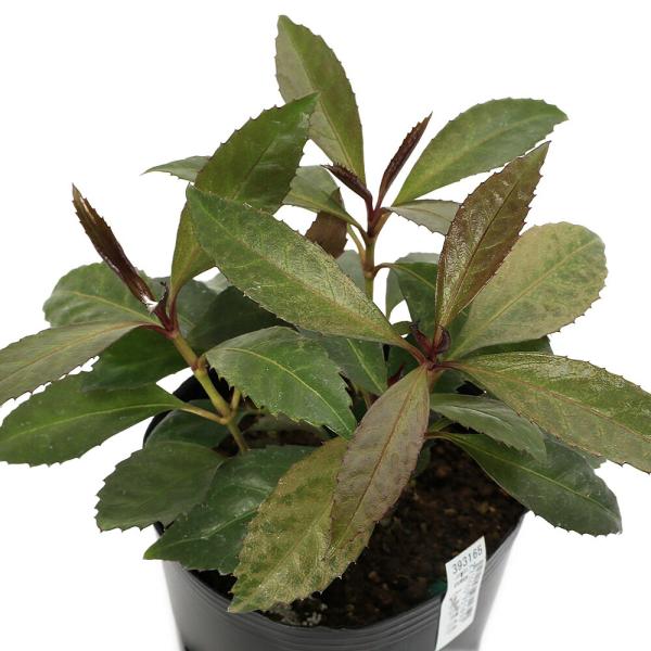 _gardening　ガーデニング　山野草　植物　植物生体　ガーデニング生体　育て方　育成方法　栽培方法　盆栽　AISHI　20251004　2025tuuki　センリョウ　カラス葉センリョウ　烏葉センリョウ　烏葉千両　カラス葉千両　カラス...