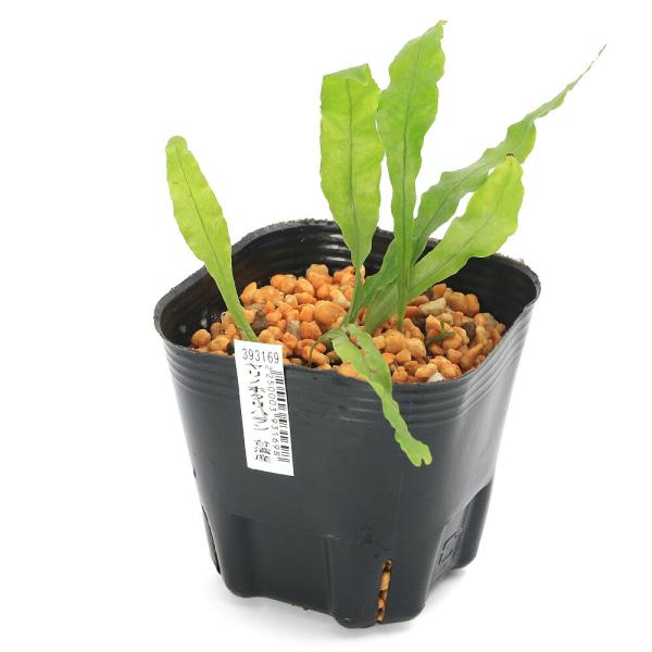 _kame　_gardening　観葉植物　園芸　ガーデニング　ビバリウム　アクアテラリウム　パルダリウム　シダ　育て方　育成方法　栽培方法　ウラボシ科　イワヒトデ属　常緑性　常緑シダ植物　多年性　多年草　羊歯植物　シダ植物　AISHI　y...
