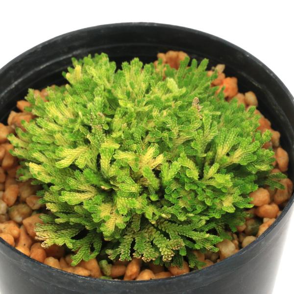kotenplant　_gardening　観葉植物　園芸　ガーデニング　ビバリウム　テラリウム　パルダリウム　育て方　育成方法　栽培方法　草花盆栽　和盆栽　多年性　多年草　羊歯植物　シダ植物　シダ　品種　種類　イワヒバ科　Ｓｅｌａｇｉｎｅ...