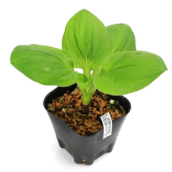 kotenplant　_gardening　ビオトープ　ガーデニング　水辺植物　山野草　Ｈｏｓｔａ　ホスタ　　植物　植物生体　ガーデニング生体　育て方　育成方法　栽培方法　kotengiboushi　ｙ25ｍ12　20251219　2025...