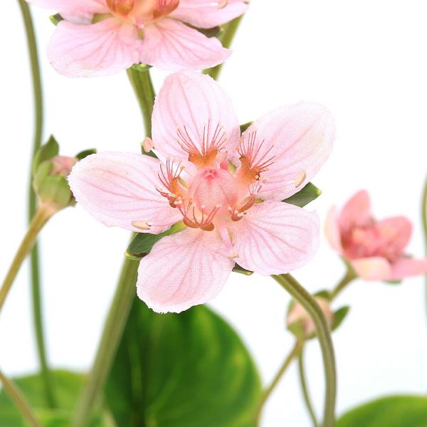 _gardening　ガーデニング　山野草　植物　植物生体　ガーデニング生体　育て方　育成方法　栽培方法　盆栽　AISHI y25m11 20251104 2025tuuki　赤花ウメバチソウ　赤花梅鉢草　seitaieventsm202512