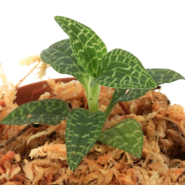 paludariumplants　パルダリウム　テラリウム　_aqua　_gardening　_hachu　観葉植物　園芸　ガーデニング　ビバリウム　アクアテラリウム　水草　宝石蘭　宝石ラン　シュスラン属　ミヤマウズラの仲間　グッディエラ　...