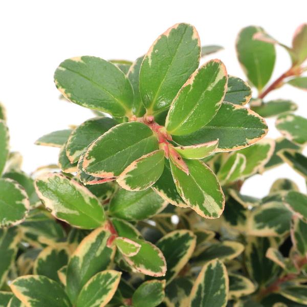 _gardening　ガーデニング　山野草　苗　蔓苔桃　植物　植物生体　ガーデニング生体　育て方　育成方法　栽培方法　こけもも　苔桃　コケモモ　斑入り　斑入コケモモ　斑入コケ桃　斑入苔桃　フイリコケモモ　ふいりこけもも　AISHI 2025...
