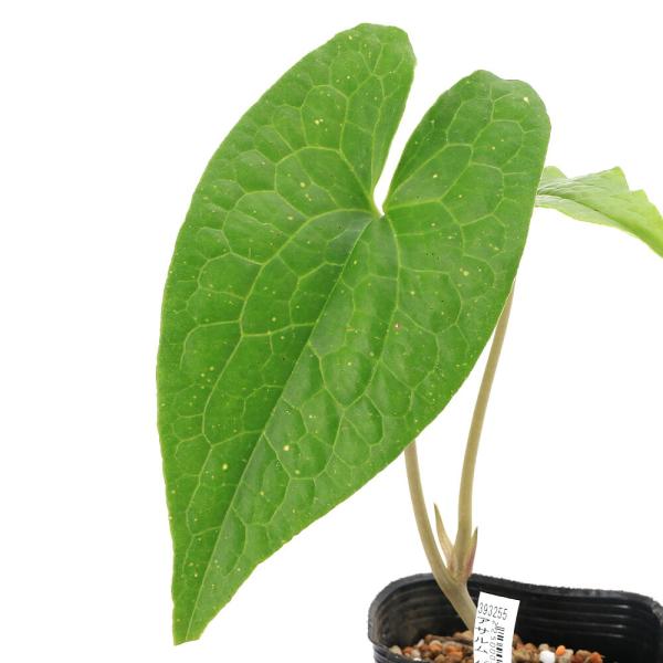 kotenplant　_gardening　育て方　育成方法　栽培方法　古典園芸　園芸　ガーデニング　山野草　盆栽　多年草　品種　種類　花　花苗　サイシン　細辛　カンアオイ　寒葵　アオイ　葵　ウマノスズクサ科　カンアオイ属　ベトナム産　Ａｓ...
