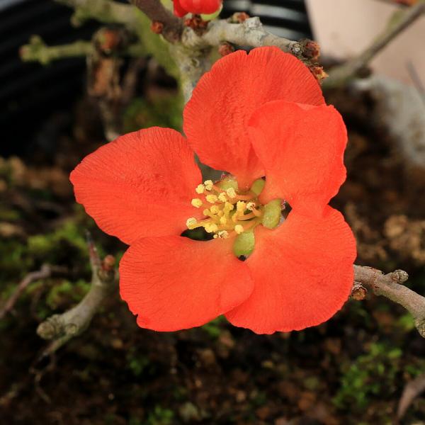 _interior　（観葉）　（邑楽店）　ガーデニング　花　苗　盆栽　ボケ　_gardening　育て方　育成方法　栽培方法　Ｃｈａｅｎｏｍｅｌｅｓ　ｓｐｅｃｉｏｓａ　木瓜　ぼけ　kaijo　チョウジュバイ　長寿梅　AISHI　ｙ25ｍ12...