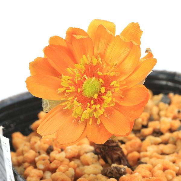 _gardening　ガーデニング　山野草　テラリウム　福寿草　フクジュソウ　Adonis　ramosa　ガンジツソウ　お正月　元日草　ツイタチソウ　朔日草　キンポウゲ　植物　植物生体　ガーデニング生体　育て方　育成方法　栽培方法　縁起　古...