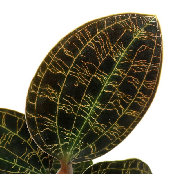paludariumplants　パルダリウム　テラリウム　観葉植物　園芸　ガーデニング　ビバリウム　アクアテラリウム　水草　宝石蘭　宝石ラン　Ｍａｃｏｄｅｓ　ｐｅｔｏｌａ　ナンバンカモメラン　ラン　蘭　洋ランシリーズ　マコデスペトラ　植物...