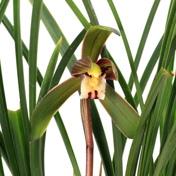 _gardening　gardening　ガーデニング　山野草　植物　植物生体　ガーデニング生体　育て方　育成方法　栽培方法　シンビジウム　Ｃｙｍｂｉｄｉｕｍ　ｇｏｅｒｉｎｇｉｉ　日本春蘭　ニホンシュンラン　春蘭　古典園芸　一茎一花　じじば...