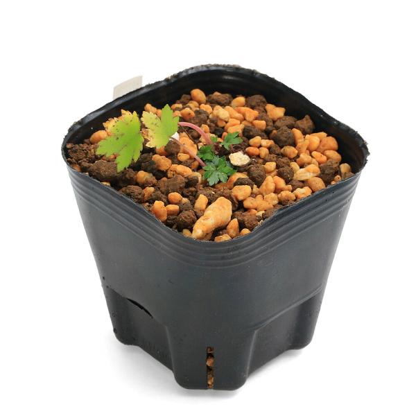 _hachu　_kame　_gardening　ガーデニング　花　苗　山野草　ダイモンジソウ　大文字草　ユキノシタ科ユキノシタ属　Ｓａｘｉｆｒａｇａ　ｆｏｒｔｕｎｅｉ　ｖａｒ．　ｉｎｃｉｓｏｌｏｂａｔａ　多年草　育て方　育成方法　栽培方法　...