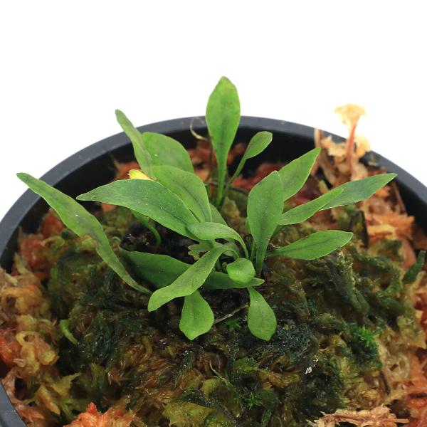 _kame　_gardening　観葉植物　園芸　ガーデニング　ビバリウム　アクアテラリウム　パルダリウム　シダ　育て方　育成方法　栽培方法　ウラボシ科　ノキシノブシ属　常緑性　常緑シダ植物　多年性　多年草　羊歯植物　シダ植物　AISHI　...