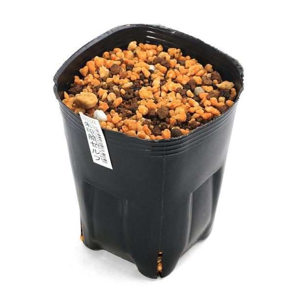 ガーデニング　花　苗　ガンジツソウ　元日草　ツイタチソウ　朔日草　キンポウゲ　育て方　育成方法　栽培方法　観葉植物　フクジュソウ　縁起　お正月　Adonis　amurensis　キンポウゲ科フクジュソウ属　耐寒性多年草　宿根草　シュインブネ...