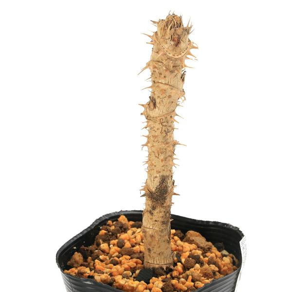 ガーデニング　野菜　苗　タラの芽　山菜　_gardening　植物　植物生体　ガーデニング生体　育て方　育成方法　栽培方法　タラの木　たら　とげなし　トゲナシタラノキ　とげ無し　棘無し　タラノキ　家庭菜園　園芸　さんさい　トゲナシタラ　AI...