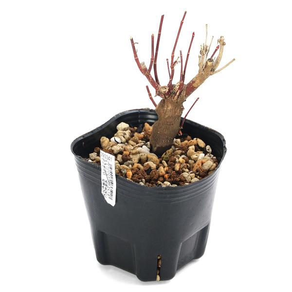 kotenplant　_gardening　観葉植物　苗　鉢植え　ポット　ガーデニング生体　育て方　育成方法　栽培方法　管理方法　植物　植物生体　植木　種類　剪定　園芸　山野草　モミジ　紅葉　椛　イロハモミジ　色葉もみじ　苗木　カエデ　楓　...