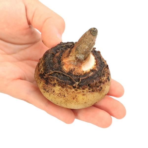 _gardening　ガーデニング　山野草　球根　蝮草　関東蝮草　カントウマムシグサ　テンナンショウ　マムシソウ　マムシグサ　植物　植物生体　ガーデニング生体　育て方　育成方法　栽培方法　盆栽　Ａｒｉｓａｅｍａ　ｓｅｒｒａｔｕｍ　人吉テンナ...