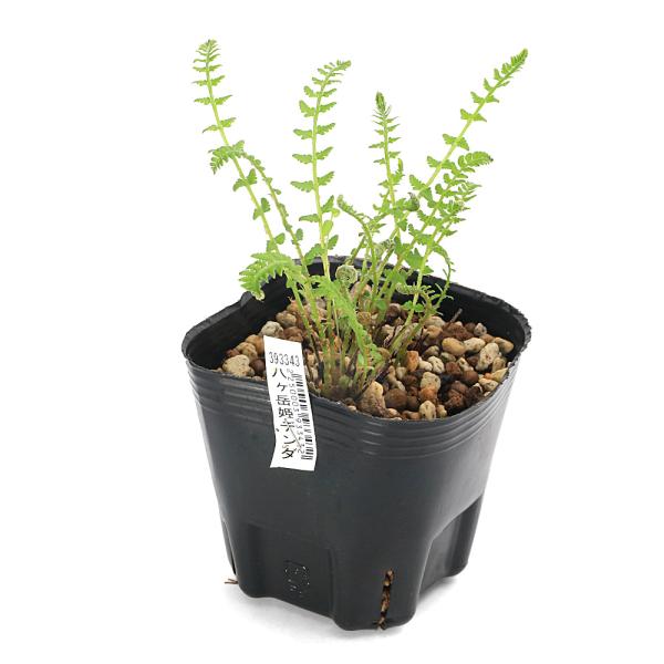 _gardening　ガーデニング　山野草　植物　植物生体　ガーデニング生体　育て方　育成方法　栽培方法　盆栽　姫連朶　Woodsia subcordata　イワデンダ科イワデンダ属　キタダケデンダ　ヤツガタケヒメデンダ　AISHI　ｙ26...