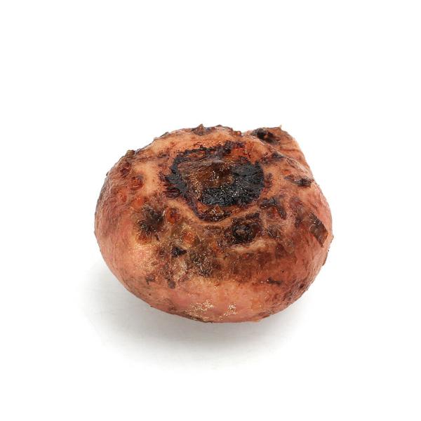 _gardening　ガーデニング　山野草　球根　蝮草　関東蝮草　カントウマムシグサ　テンナンショウ　マムシソウ　マムシグサ　植物　植物生体　ガーデニング生体　育て方　育成方法　栽培方法　盆栽　Ａｒｉｓａｅｍａ　ｓｅｒｒａｔｕｍ　サトイモ科...