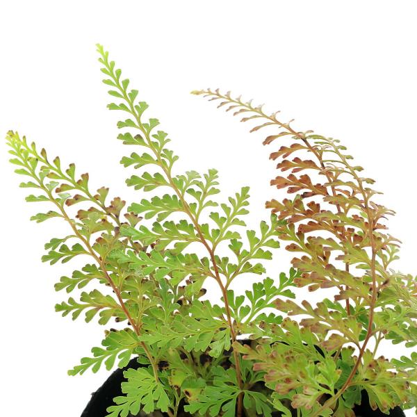 _gardening　ガーデニング　山野草　植物　植物生体　ガーデニング生体　育て方　育成方法　栽培方法　ホングウシダ科ホラシノブ属　Sphenomeris chinensis レースファーン　dta y26m03 toukihassouhuka