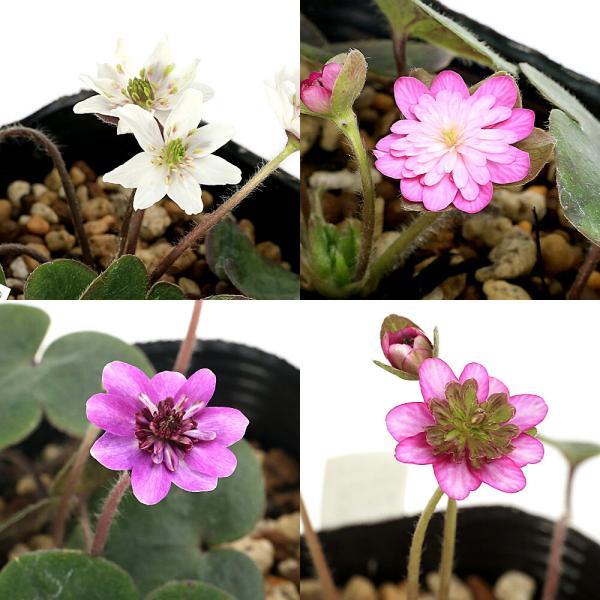 ガーデニング　山野草　雪割草　ユキワリソウ　三角草　ミスミソウ　Ｈｅｐａｔｉｃａ　ｎｏｂｉｌｉｓ　ｖａｒ．ｊａｐｏｎｉｃａ　_gardening　育て方　育成方法　栽培方法　AISHI　ｙ26ｍ03　2026tuuki　20260316