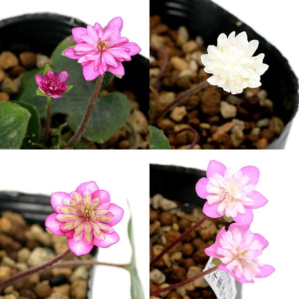 ガーデニング　山野草　雪割草　ユキワリソウ　三角草　ミスミソウ　Ｈｅｐａｔｉｃａ　ｎｏｂｉｌｉｓ　ｖａｒ．ｊａｐｏｎｉｃａ　_gardening　育て方　育成方法　栽培方法　AISHI　ｙ26ｍ03　2026tuuki　20260316