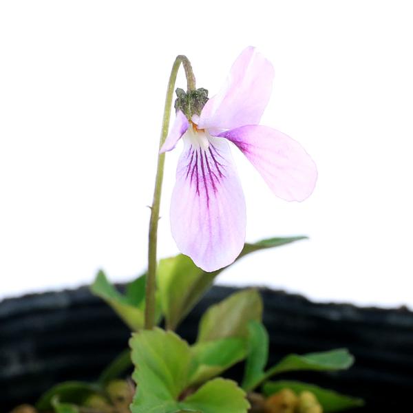 _gardening　ガーデニング　山野草　菫　ヴィオラ　Viola　mandshurica　植物　植物生体　ガーデニング生体　snys_viola　育て方　育成方法　栽培方法　butterflygarden_viola　2026tuuki...