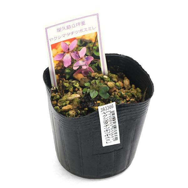 _gardening　ガーデニング　山野草　菫　ヴィオラ　Viola　mandshurica　植物　植物生体　ガーデニング生体　snys_viola　育て方　育成方法　栽培方法　butterflygarden_viola　2026tuuki...