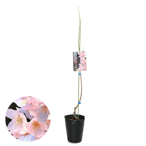 kotenplant　観葉植物　ガーデニング　園芸　山野草　花木　桜　さくら　ナンデンサクラ　盆栽　植物　植物生体　ガーデニング生体　育て方　育成方法　栽培方法　樹木　庭木　縁起樹　縁起木　Ｃｅｒａｓｕｓ　ｓｐａｃｈｉａｎａ　Ｌａｖａｌｅｅ...