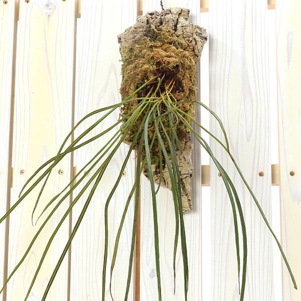 _gardening　観葉植物　園芸　ガーデニング　ビバリウム　テラリウム　パルダリウム　育て方　育成方法　栽培方法　草花盆栽　和盆栽　多年性　多年草　羊歯植物　シダ植物　シダ　ゼンマイ　薇　品種　種類　Ａｄｉａｎｔｕｍ　シシラン科　シシラ...