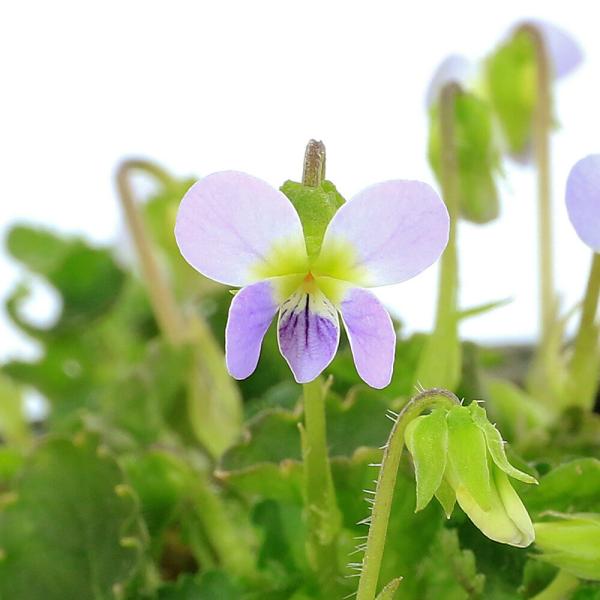 _gardening　ガーデニング　山野草　菫　ヴィオラ　Viola　mandshurica　植物　植物生体　ガーデニング生体　snys_viola　育て方　育成方法　栽培方法　butterflygarden_viola　2026tuuki...