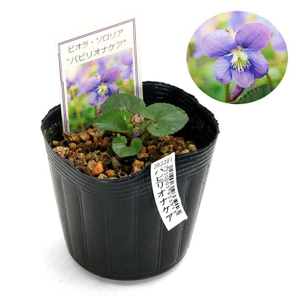 _gardening　ガーデニング　山野草　菫　ヴィオラ　Viola　mandshurica　植物　植物生体　ガーデニング生体　snys_viola　育て方　育成方法　栽培方法　butterflygarden_viola　2026tuuki...