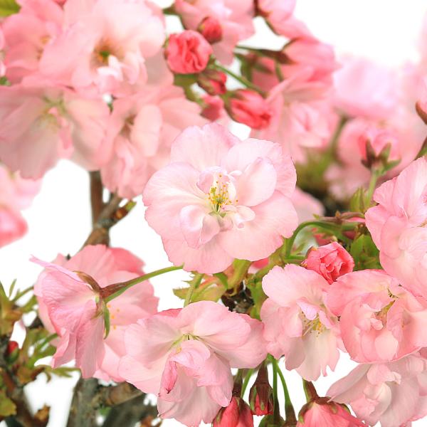 kotenplant　観葉植物　ガーデニング　園芸　山野草　花木　桜　さくら　アサヒヤマ　旭山　旭山桜　一才桜　盆栽　spring_plants　植物　植物生体　ガーデニング生体　育て方　育成方法　栽培方法　樹木　庭木　2018_sanya...