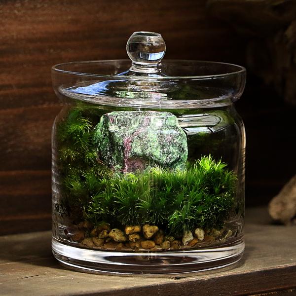 line2462terarium　interioraquastone　koketera　terrarium　テラリウム　テラリウムガラス　テラリウムキット　ガーデニング　観葉植物　苔テラリウム　コケテラリウム　苔盆栽　グラスアクア　インテリ...