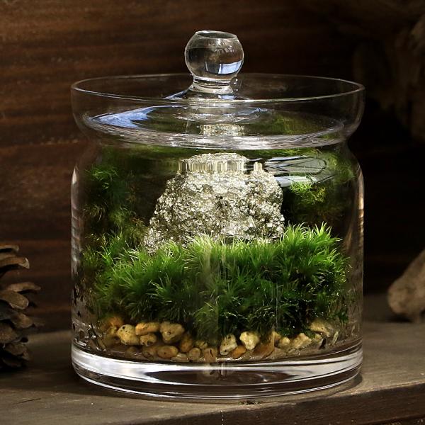 line2462terarium　interioraquastone　koketera　terrarium　テラリウム　テラリウムガラス　テラリウムキット　ガーデニング　観葉植物　苔テラリウム　コケテラリウム　苔盆栽　グラスアクア　インテリ...