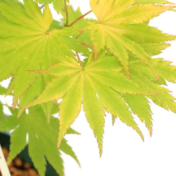 ガーデニング　山野草　もみじ　Ａｃｅｒ　ｓｐ．　カエデ　楓　紅葉　育て方　育成方法　栽培方法　カエデ科　カエデ属　庭木　樹木 AISHI y26m06 20260605 2026tuuki