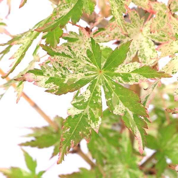 _gardening　観葉植物　苗　鉢植え　ポット　ガーデニング生体　育て方　育成方法　栽培方法　管理方法　植物　植物生体　植木　種類　剪定　園芸　山野草　樹木苗　モミジ　紅葉　苗木　カエデ　楓　盆栽　もみじの木　品種系モミジ　品種　カエデ...