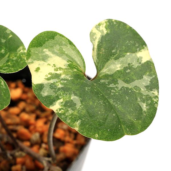 _gardening　ガーデニング　山野草　ミチノクサイシン　植物　植物生体　ガーデニング生体　育て方　育成方法　栽培方法　カンアオイ　AISHI　ｙ26ｍ07　20260707　2026tuuki