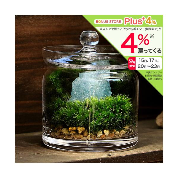 line2462terarium　interioraquastone　koketera　terrarium　テラリウム　テラリウムガラス　テラリウムキット　ガーデニング　観葉植物　苔テラリウム　コケテラリウム　苔盆栽　グラスアクア　インテリ...