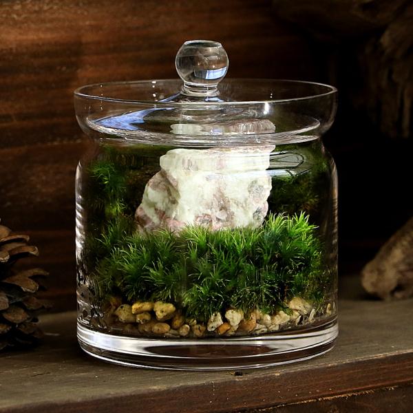 line2462terarium　interioraquastone　koketera　terrarium　テラリウム　テラリウムガラス　テラリウムキット　ガーデニング　観葉植物　苔テラリウム　コケテラリウム　苔盆栽　グラスアクア　インテリ...