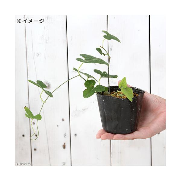 _gardening　ガーデニング　山野草　Ａｒｉｓｔｏｌｏｃｈｉａ　ｄｅｂｉｌｉｓ　ｋａｅｍｐｆｅｒｉ　馬の鈴草　馬鈴草　ウマノスズクサ　オオバウマノスズクサ　20180810　ＲＭ　育て方　育成方法　栽培方法　馬兜鈴　ばとうれい　つる植...