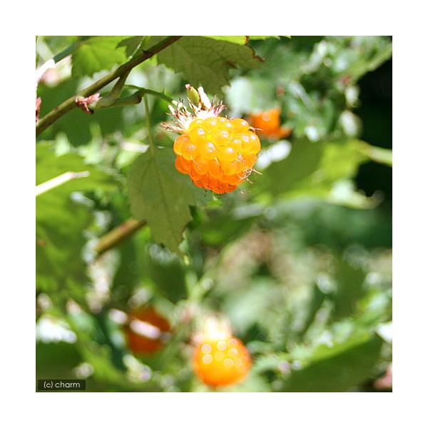 _aqua　_gardening　ガーデニング　山野草　果樹　木苺　草苺　キイチゴ　モミジイチゴ　Ｒｕｂｕｓ　ｐａｌｍａｔｕｓ　ｖａｒ．　ｃｏｐｔｏｐｈｙｌｌｕｓ　植物　植物生体　ガーデニング生体　育て方　育成方法　栽培方法　gar_san...