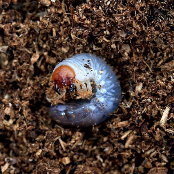 PF_SPQ　カブトムシ　幼虫　▲カブト　ダイナステス　外国産カブト　▲ヘラクレス・ヘラクレス“グアドループ産"　insect　hercules_hercules　_larva　昆虫生体　hercules_breed