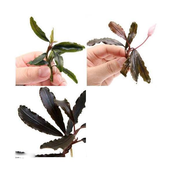 熱帯魚　水草　クリプトとその近縁　shrimp_plants　ワイルド便/sp　all_plants　20110805　KM　wp_kywrd　fdfgdf57　おすすめブセファ1110　bns121205水草　ccampain191280...