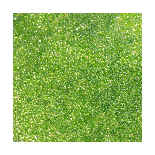 PF_SPQ　_aqua　金魚・メダカ　_gardening　金魚藻　floating　水草　セット　ミックス　all_plants　20110918　ＹＳ　仁丹藻　ミジンコ藻　Ｗｏｌｆｆｉａ　ｇｌｏｂｏｓａ　mizukusa_medama...