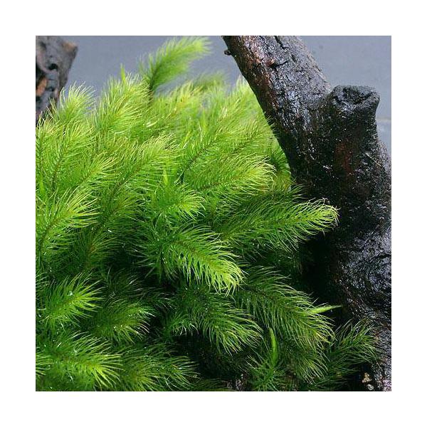 paludariumplants　パルダリウム　テラリウム　line2462terarium　_gardening　_hachu　_kame　コケシリーズ　aquaterrarium　ガーデニング　観葉植物　苔　all_plants　両爬向...