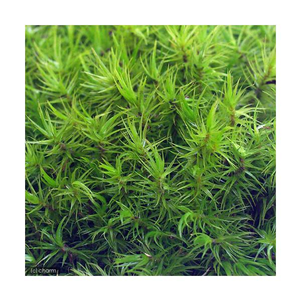 paludariumplants　パルダリウム　テラリウム　コケシリーズ　aquaterrarium　ガーデニング　観葉植物　苔　all_plants　両爬向き植物　盆栽　ビバリウム　アクアテラリウム　立苔　シッポゴケ科シッポゴケ属　Ｄｉｃ...