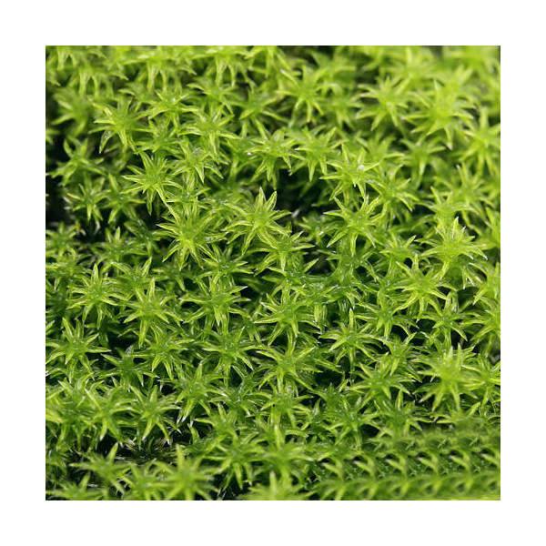 paludariumplants　パルダリウム　テラリウム　コケシリーズ　aquaterrarium　ガーデニング　観葉植物　苔　all_plants　両爬向き植物　盆栽　ビバリウム　アクアテラリウム　砂苔　ギボウシゴケ科シモフリゴケ属　Ｒ...