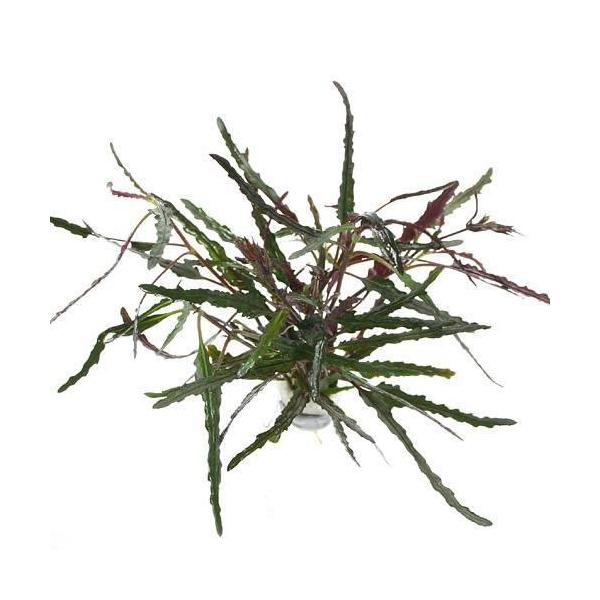 line2462terarium　_kame　熱帯魚　_aqua　_hachu　new_tonan　水草　後景草　赤い　all_plants　水草赤い　両爬向き植物　wp_kywrd　mklsp48　chiya10　ylwsm22　pogo...