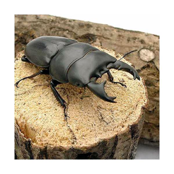 PF_SPQ　nesia_insect　クワガタ　外国産ヒラタクワガタ　外国産クワガタ　Dorcus　alcides　ＹＮ　20160526　weeklyinsect　irupaqtok　seitaiirupaqtok